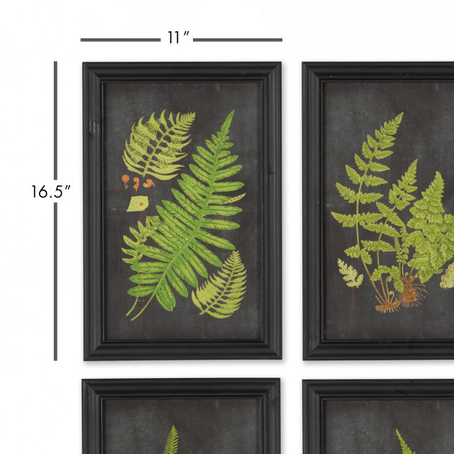 Framed Fern Botanical Prints, Set of 9 - Tropical - Prints And Posters ...