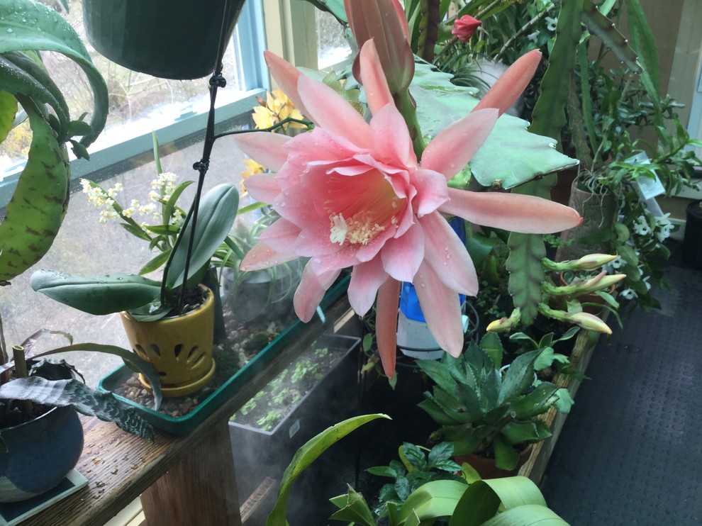 Pink night blooming Cereus