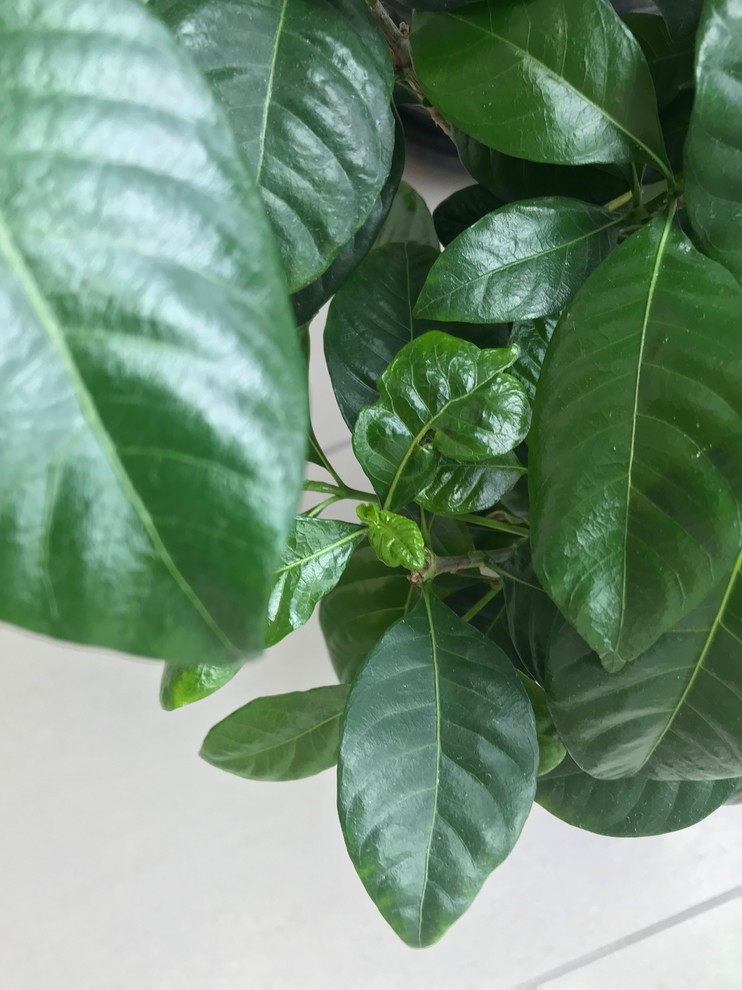 Gardenia new growth deformed, also ID?