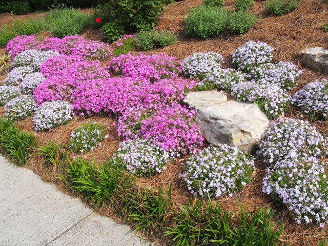 Creeping phlox (Phlox Subulata) ground cover for sunny dry hillside ...