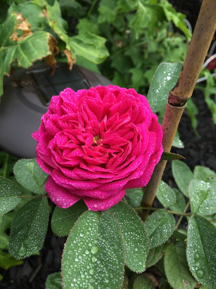 For you Carol (portlandmysteryrose) - my Rose de Resch's first bloom