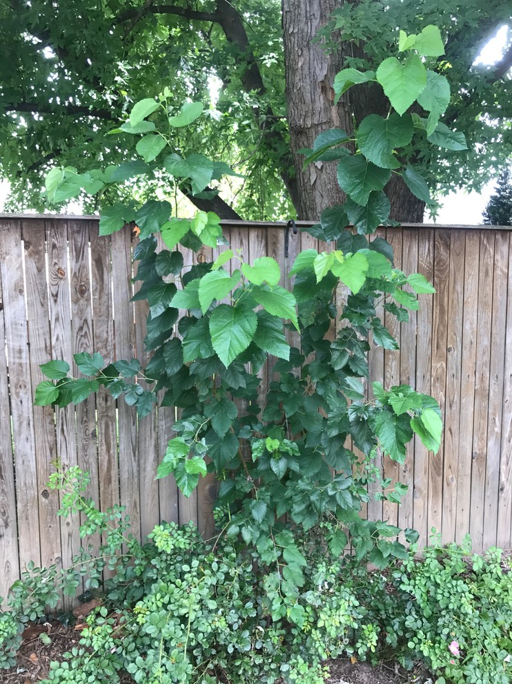 Tree Identification