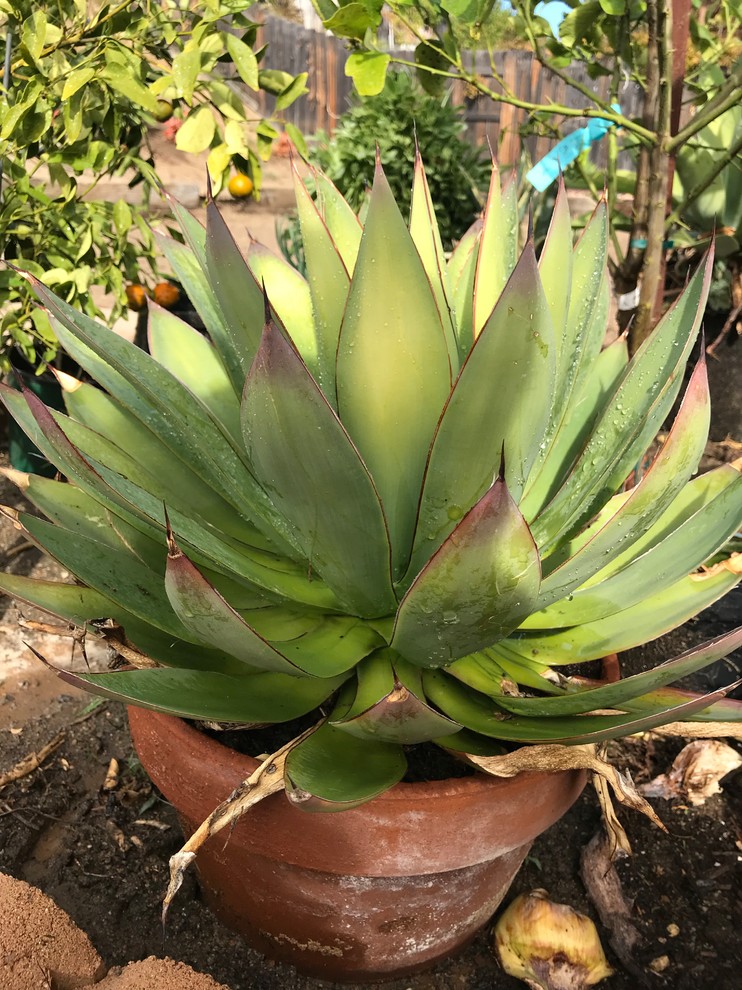 Please Help Identify Agave?