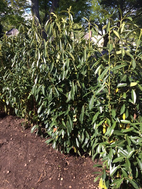 Skip Laurel Help needed!