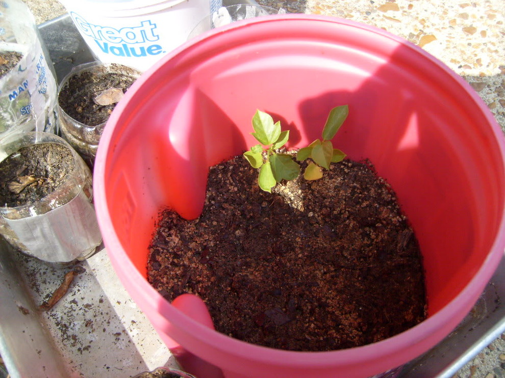 Passiflora seedling id's Please!!