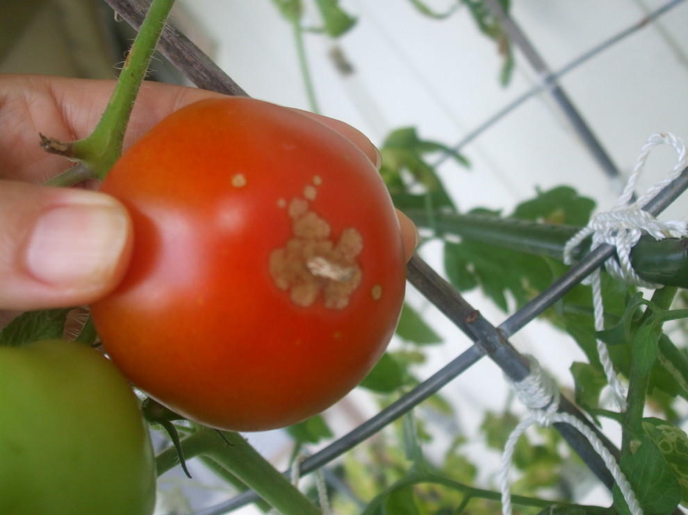 Discoloration on the bottom side of tomato
