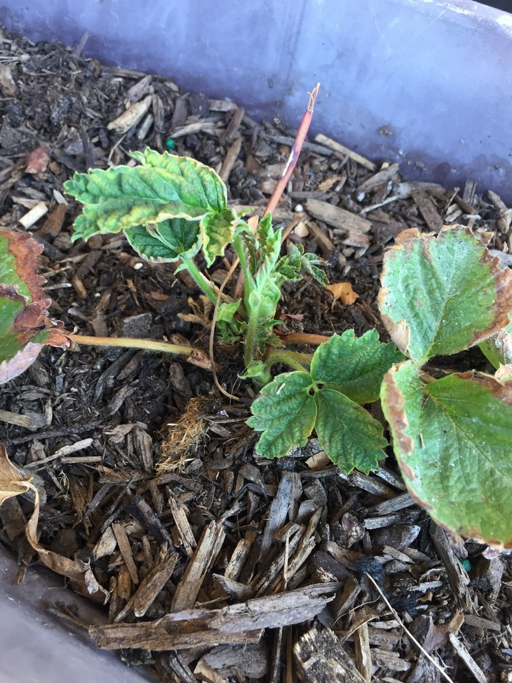 What's wrong with my strawberry plant?