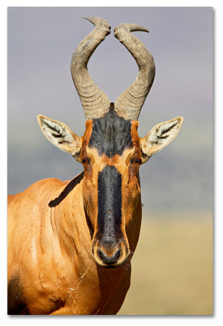 "Animals 105" by Robert Harding Picture Library, Canvas Art, 12"x19 ...