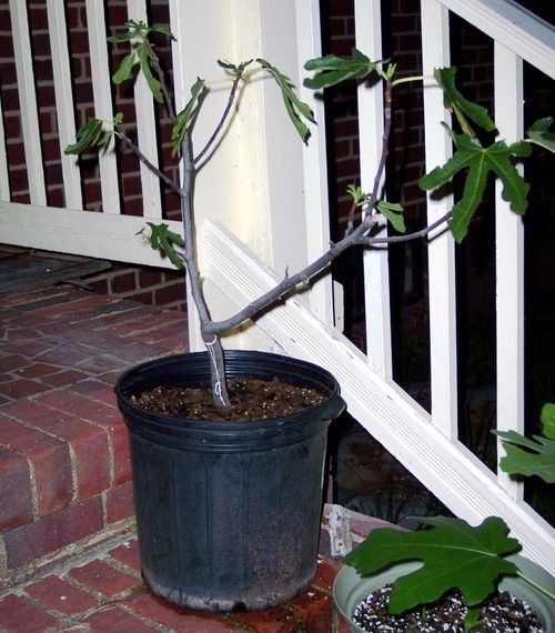 Update on sick fig tree from 2008 with photos
