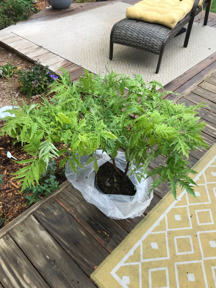 New Lemon Lace Sambucus