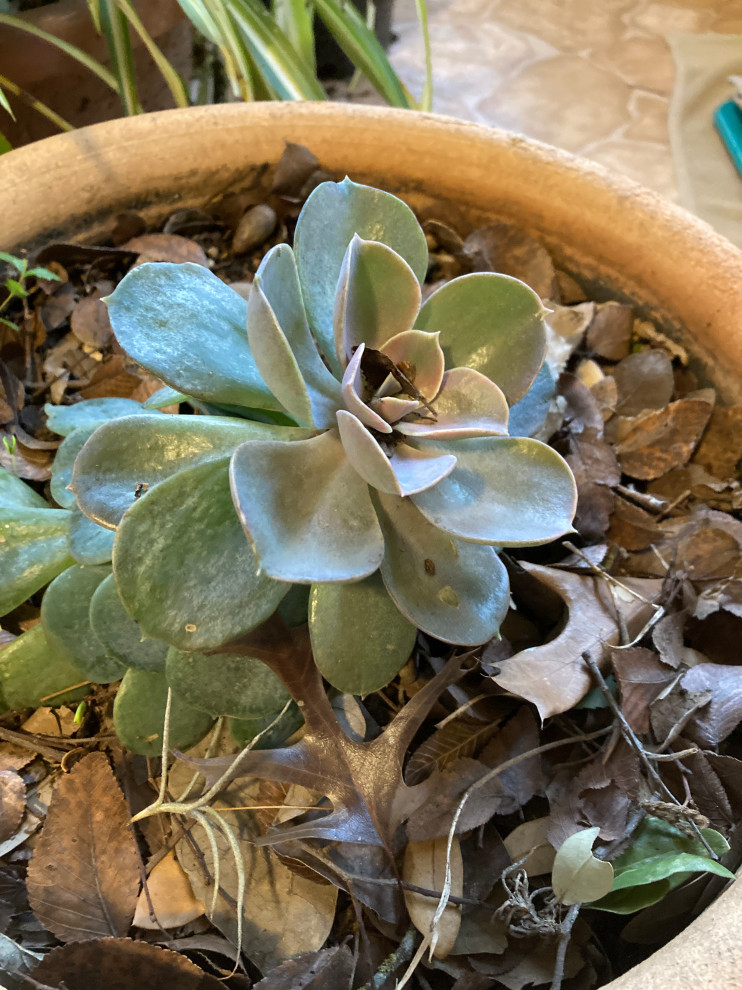 help with succulent ID?