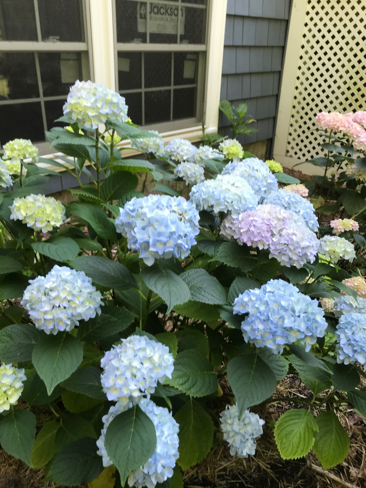 Hydrangea Penny Mac