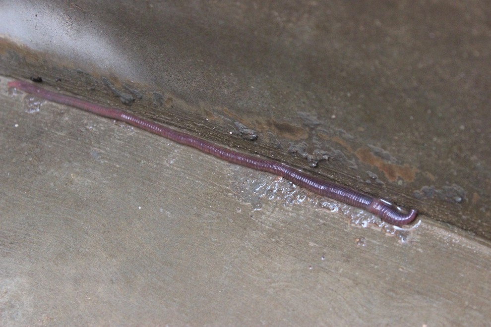 Earthworms coming out in Rain