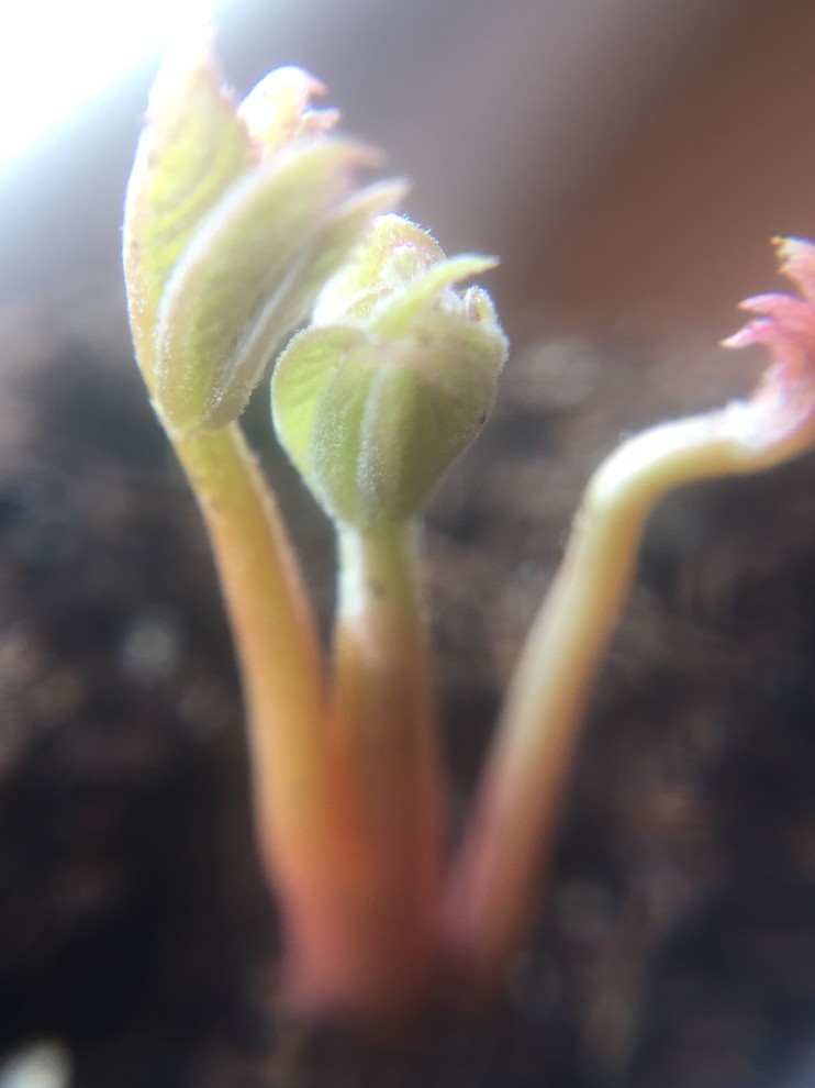 growing buckeye trees from seed