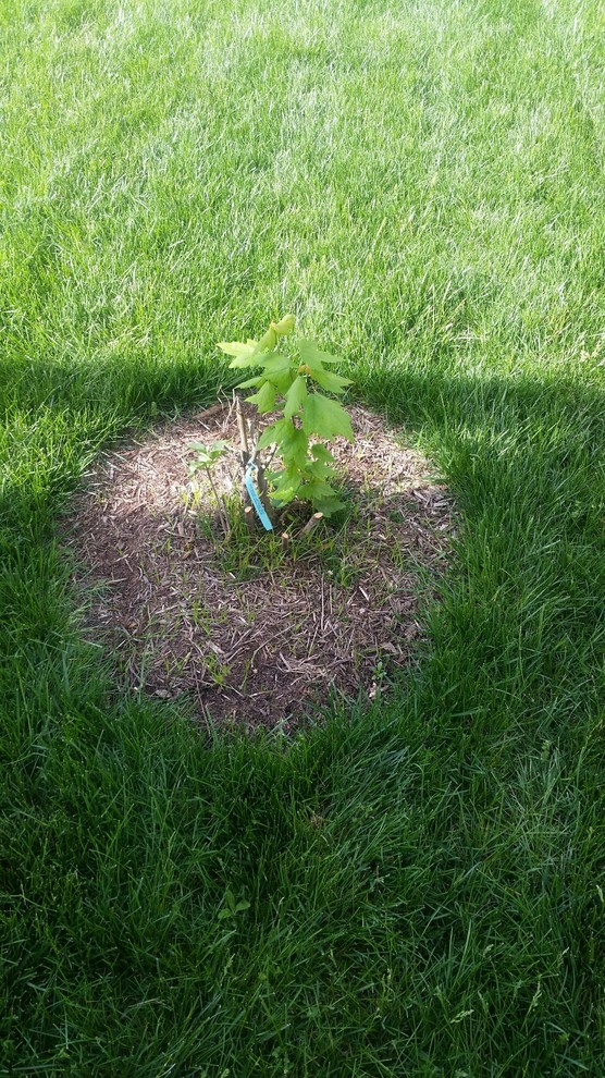 Is this the start of a baby maple tree? (pics)