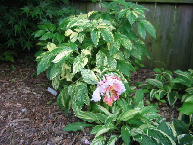 Variegated Peony | Houzz Forum
