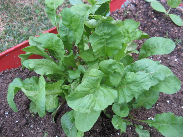 Second Vegetable Name