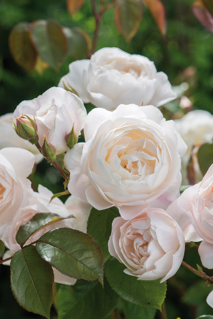 Gorgeous New English Roses From David Austin