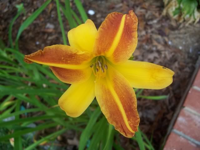 Seeds From John Price, MD. Now Blooming!