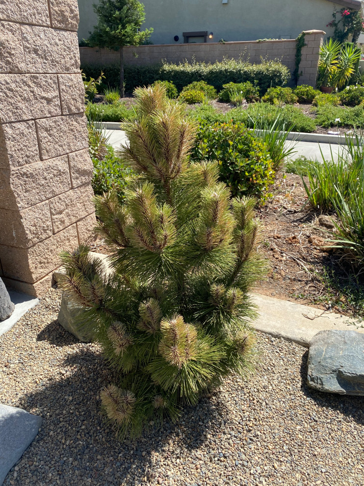 Japanese black pine thunderhead not doing so well