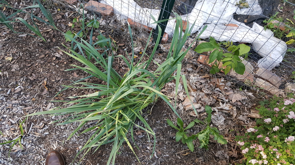 Perennial leeks