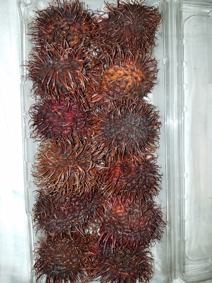 Rambutan.. will they sprout?