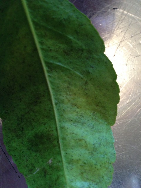Identify Leaf Problem/Disease