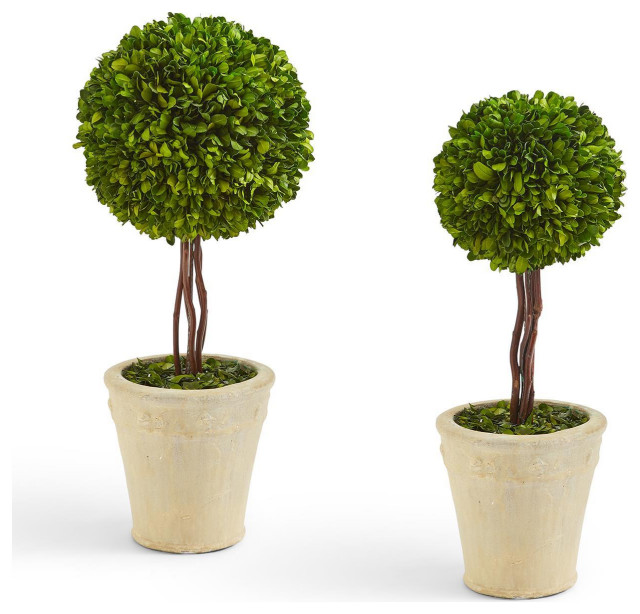 Two's Company 53465 S/2 Preserved Boxwood Ball Topiary in Planter ...