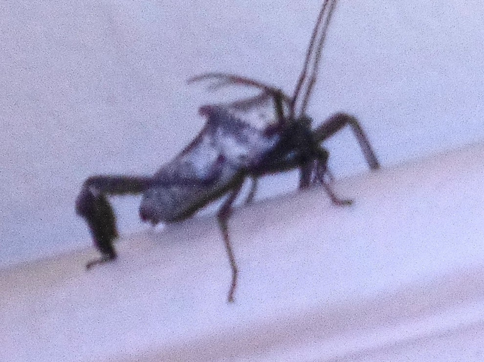 Yikes! What is this bug?