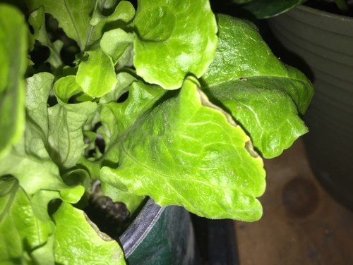 Edges of lettuce kinda turning brown under florescent lights