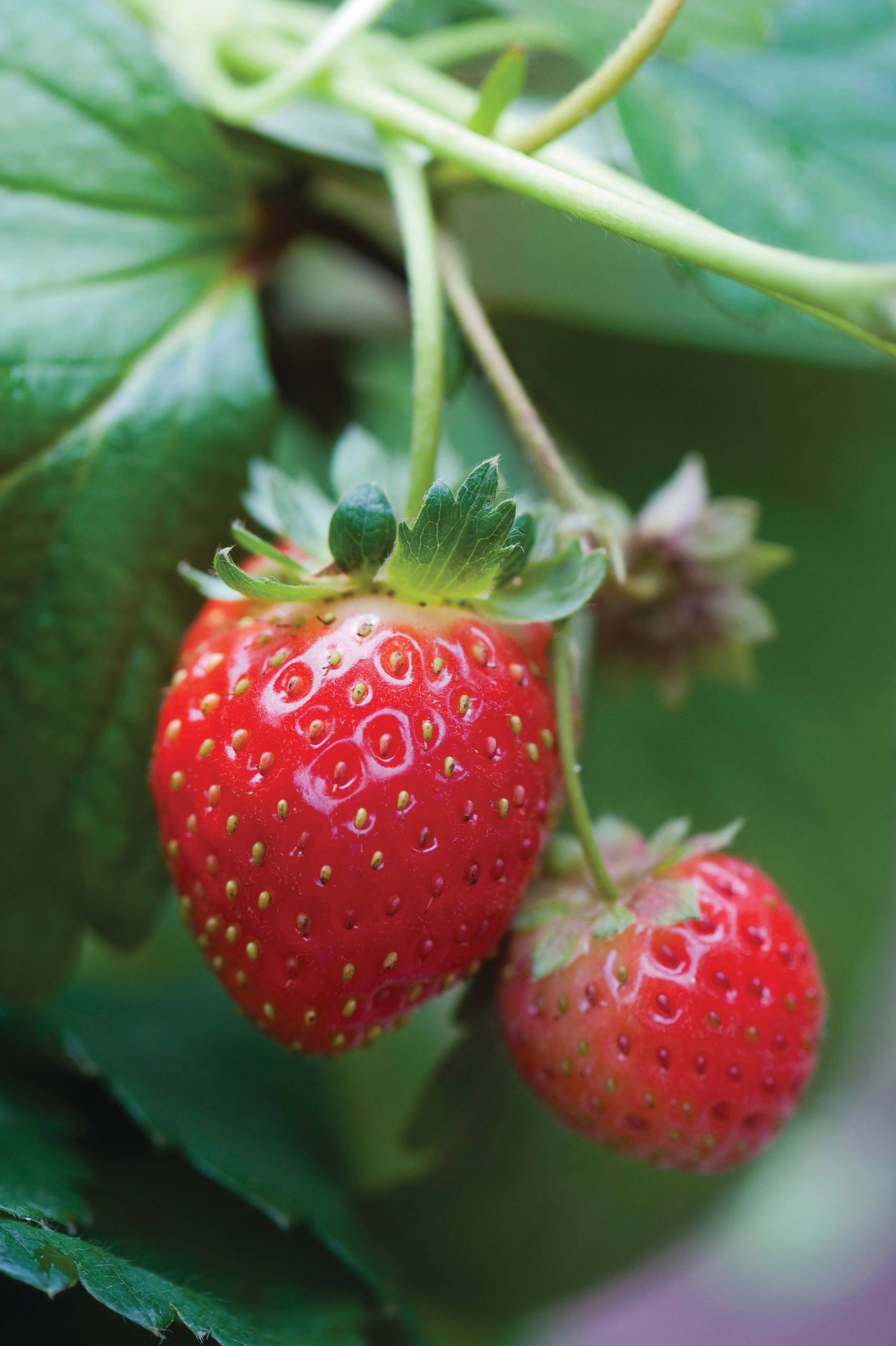 8 Delicious Strawberry Varieties to Grow at Home