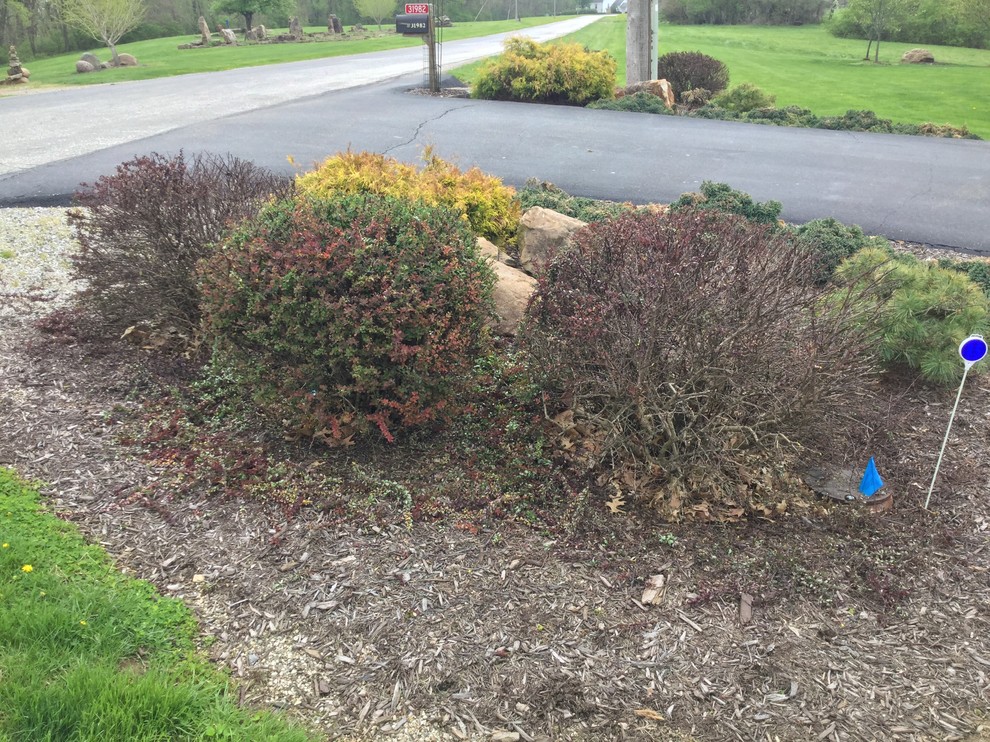 Barberry Bush Pruning