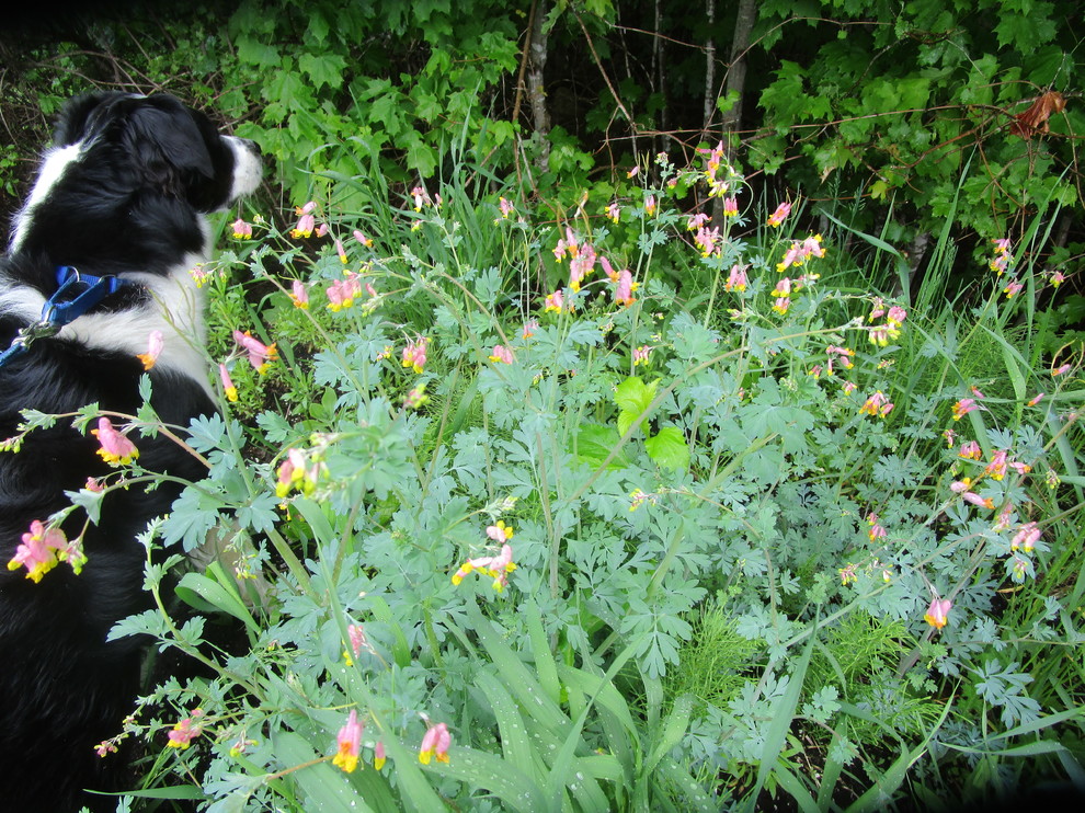 Capnoides sempervirens (formerly Corydalis sempervirens)