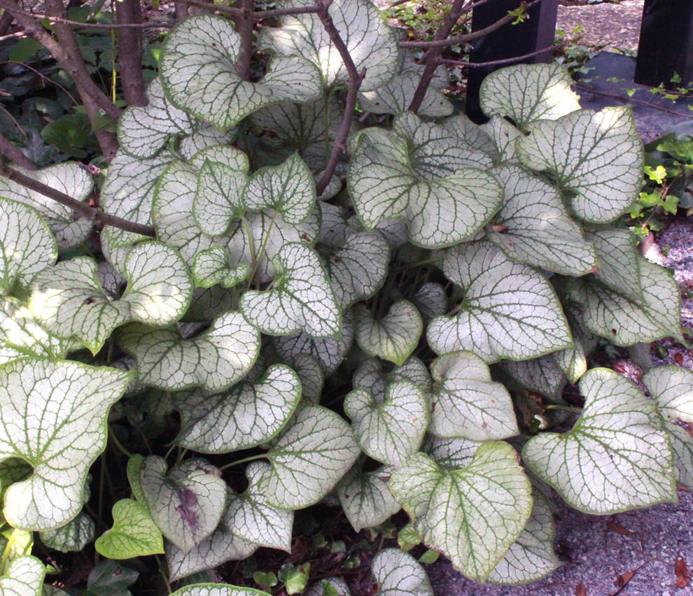 'Jack Frost' brunnera (Brunnera macrophylla 'Jack Frost') - Other | Houzz