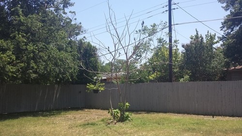Ideas for using a dead tree? Or should I cut it down?