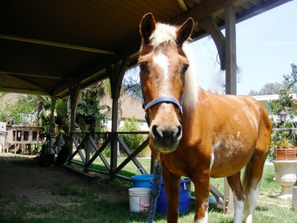 Shadow Hills Ranch resident outside her home - Traditional - Los ...