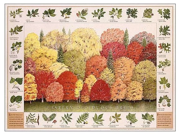 Tree Poster | Eastern Deciduous Trees Poster & Identification Chart ...