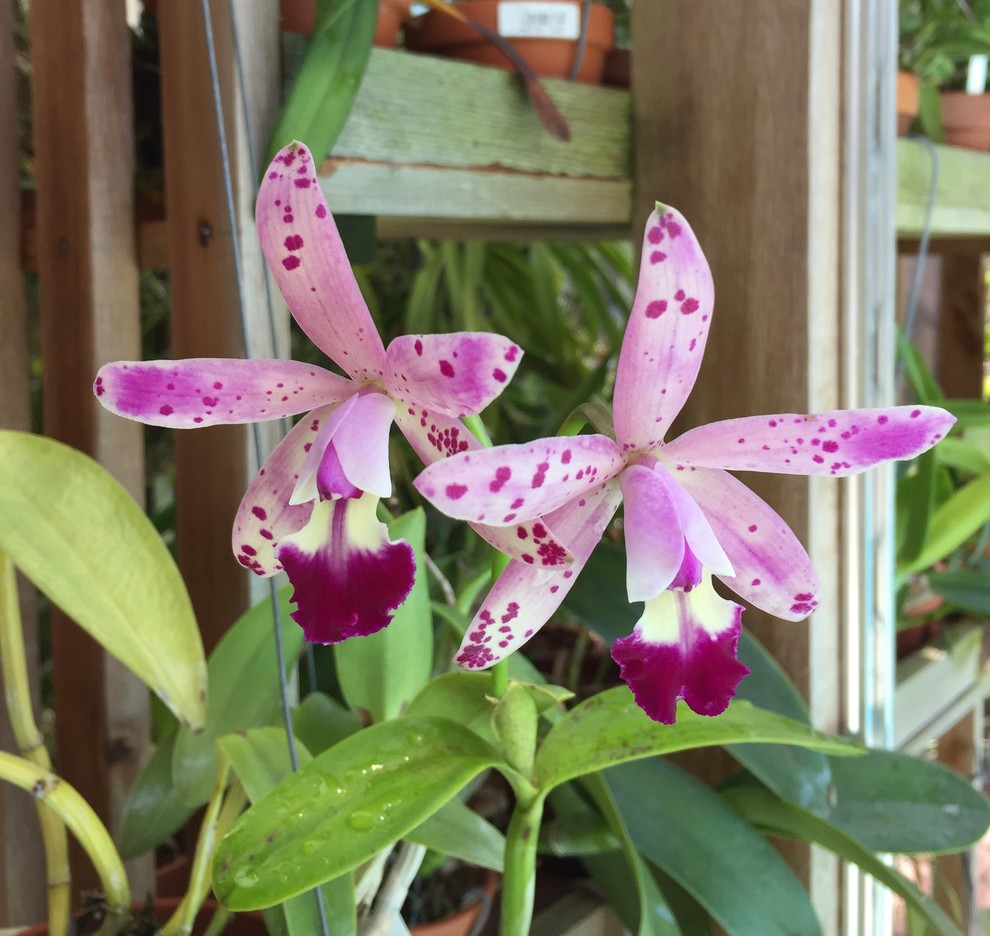 Lc Tropical Pointer 'cheetah'