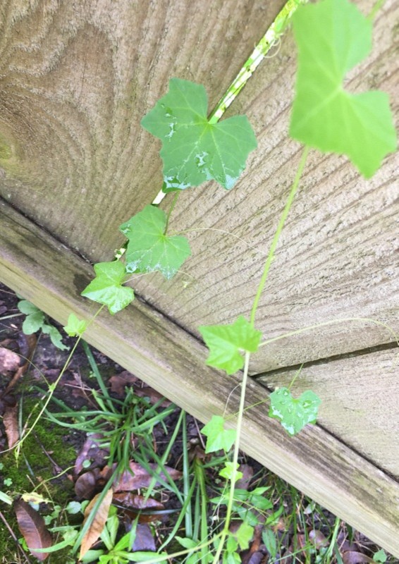 Is This Wild Cucumber Vine? | Houzz Forum