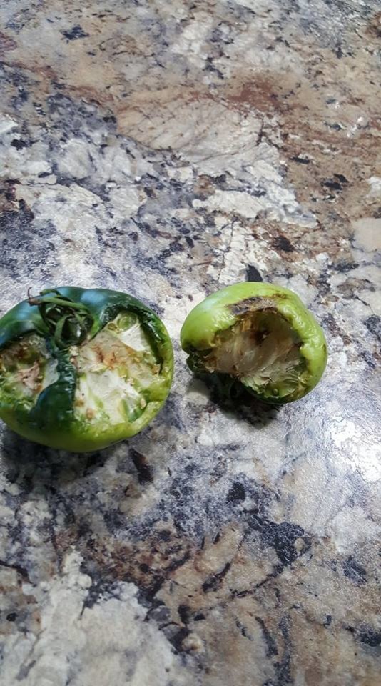 Mice / Rats eating my green Tomatoes?