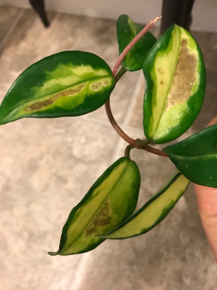 Hoya Rubra with brown grey patches?