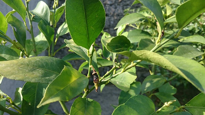 Lemon disease identification