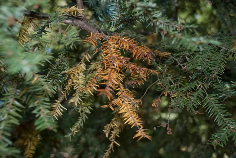 damage to shoots on hemlocks?