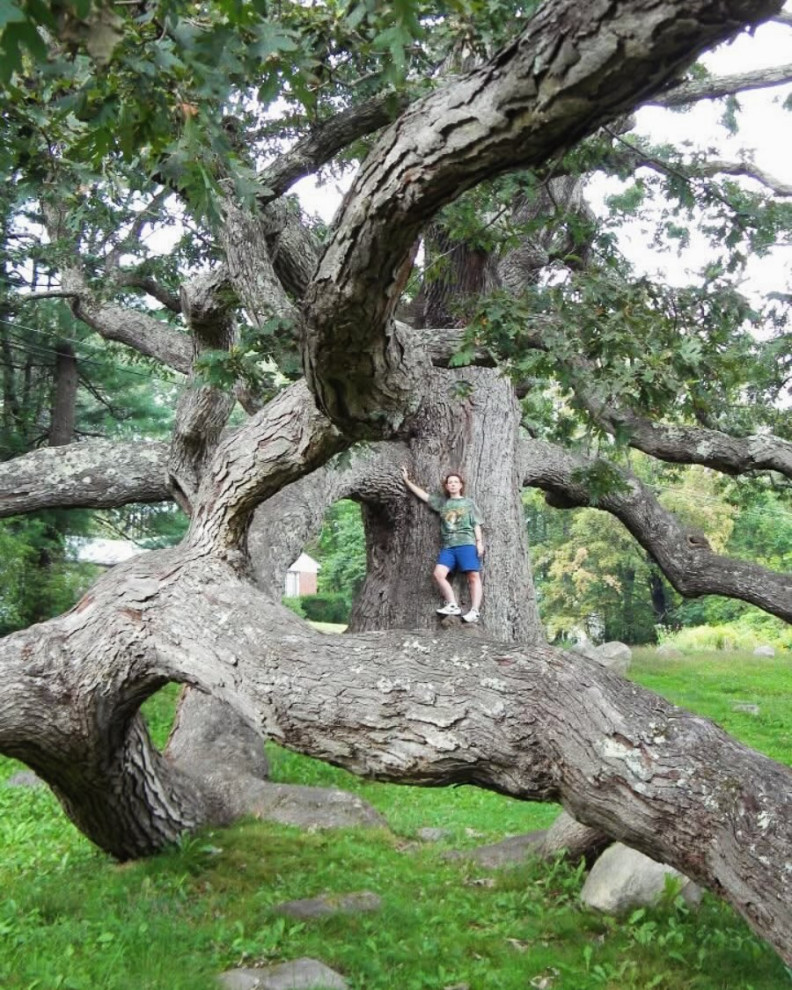 Big white oak in Connecticut