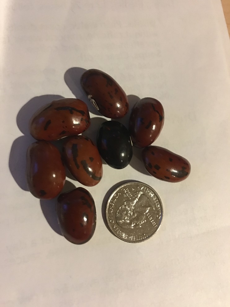 Bean identification help needed