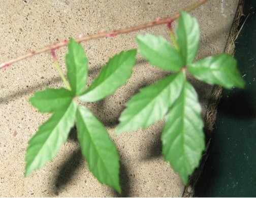 Weed/Vine ID please! Vine with set of 5 serrated leaves