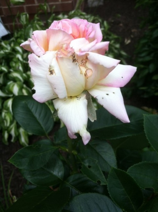 What happens during bud formation....