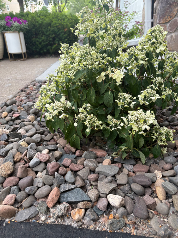 Early Evolution Hydrangea Leaves Drooping