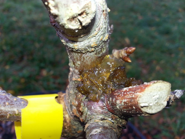 What is this jelly-like substance on my fruit trees
