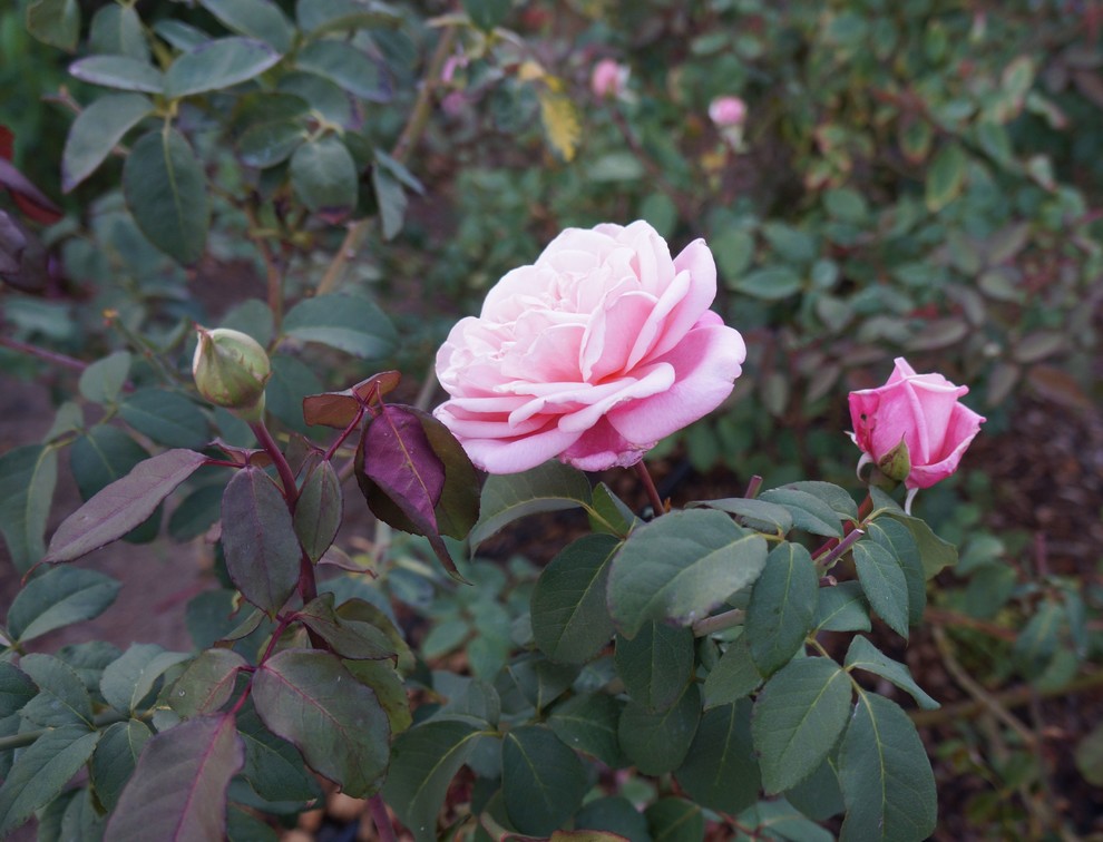 Cool Weather Roses